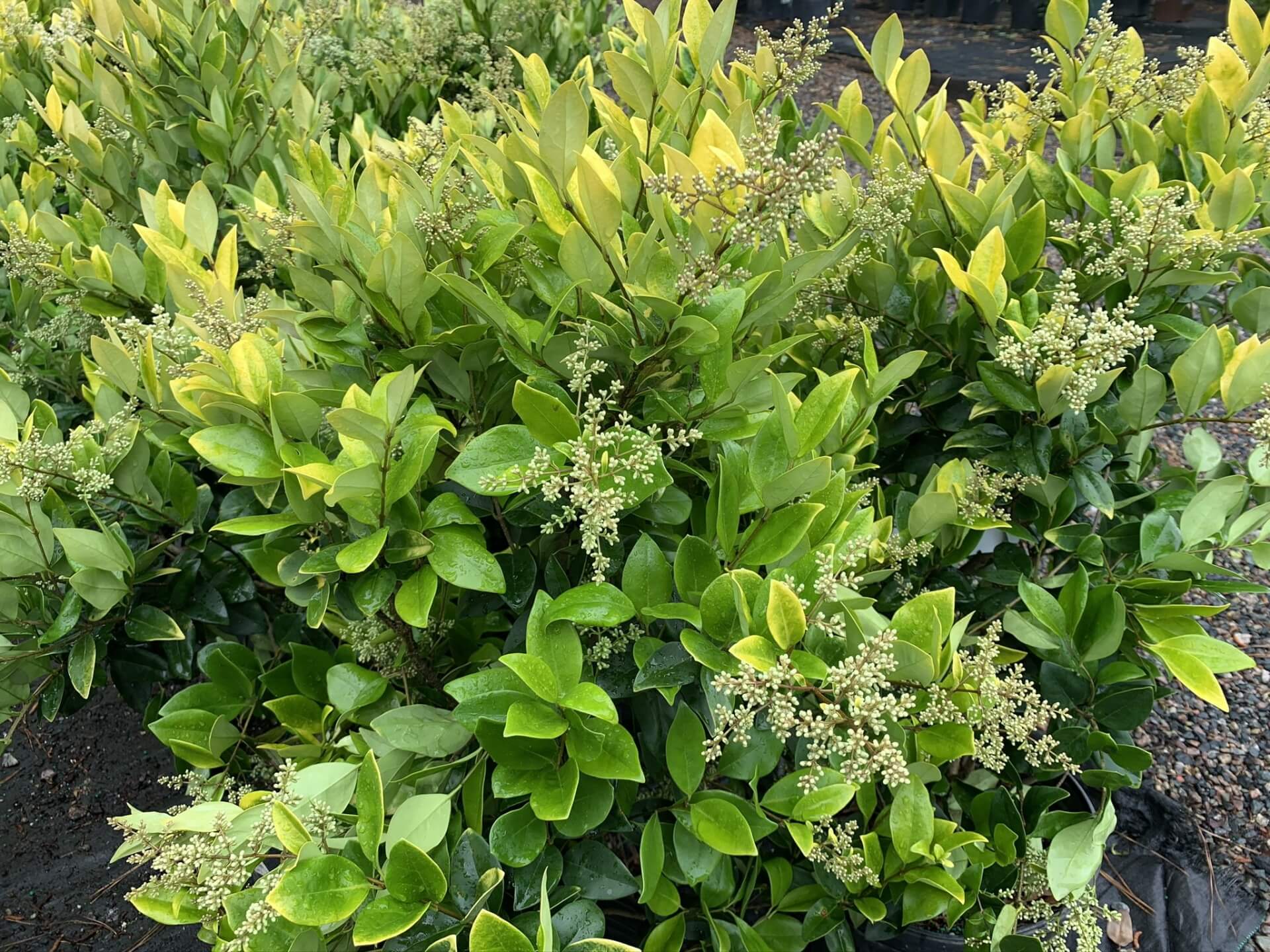 Ligustrum Howardi 3G • Cross Creek Nursery and Landscape